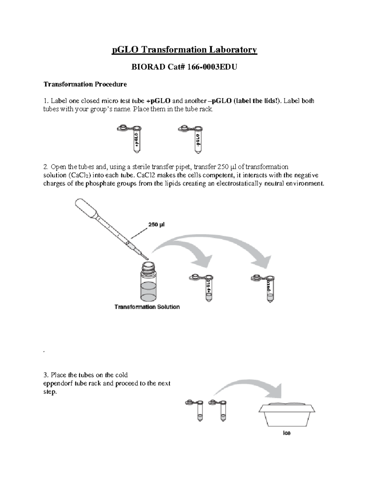 pGLO Transformation Lab Protocol - BIORAD Cat# 166-0003EDU - Studocu