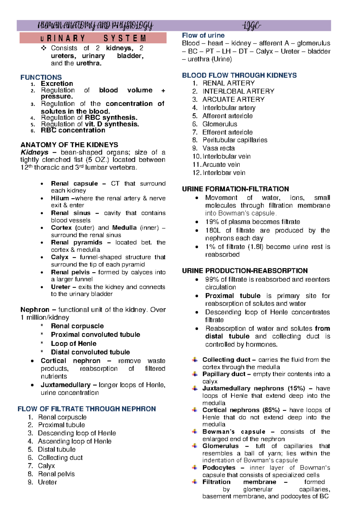 Urinary System Overview - ANAPHY Notes and Functions - Studocu
