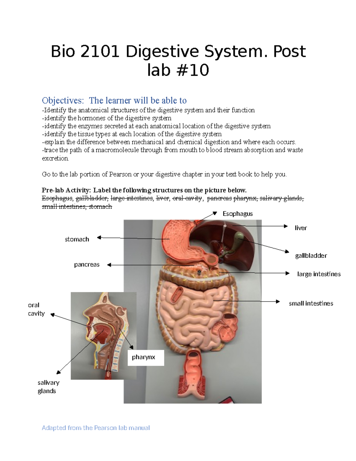 Bio 2101 Post Lab #10: Digestive System Anatomy & Functions - Studocu