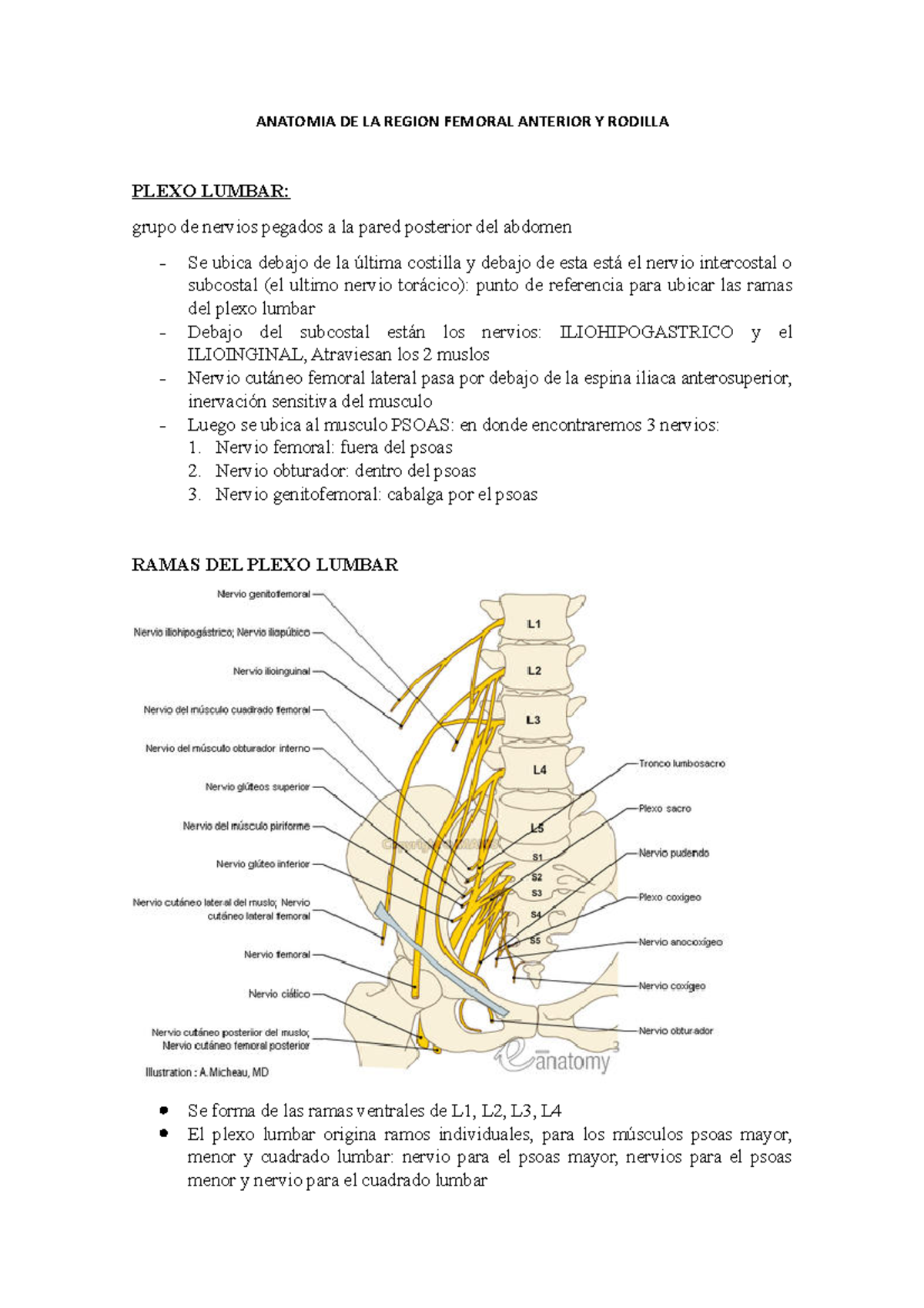 Anatomia DE LA Region Femoral Anterior Y Rodilla - ANATOMIA DE LA ...
