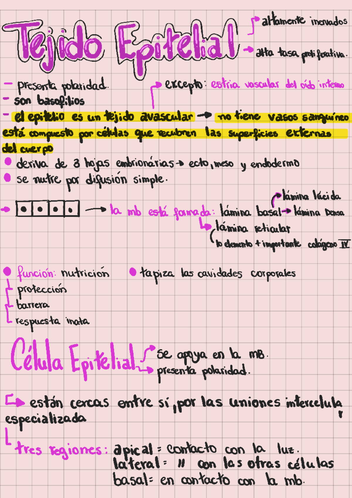 Tejido Epitelial: Estructura, Funciones y Clasificación - 250409 222428 - Studocu