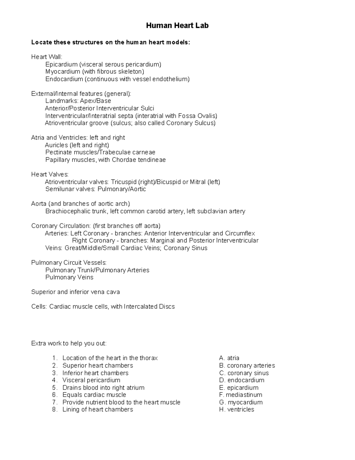 Heart Model Lab - Human Heart Lab Locate these structures on the human ...