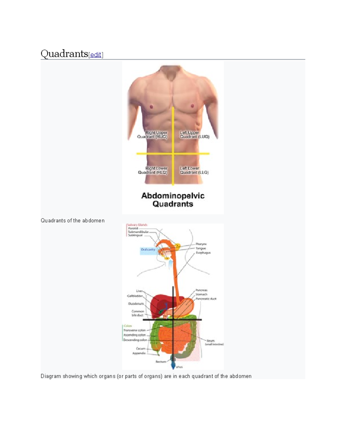Abdomen Diagram Quadrants