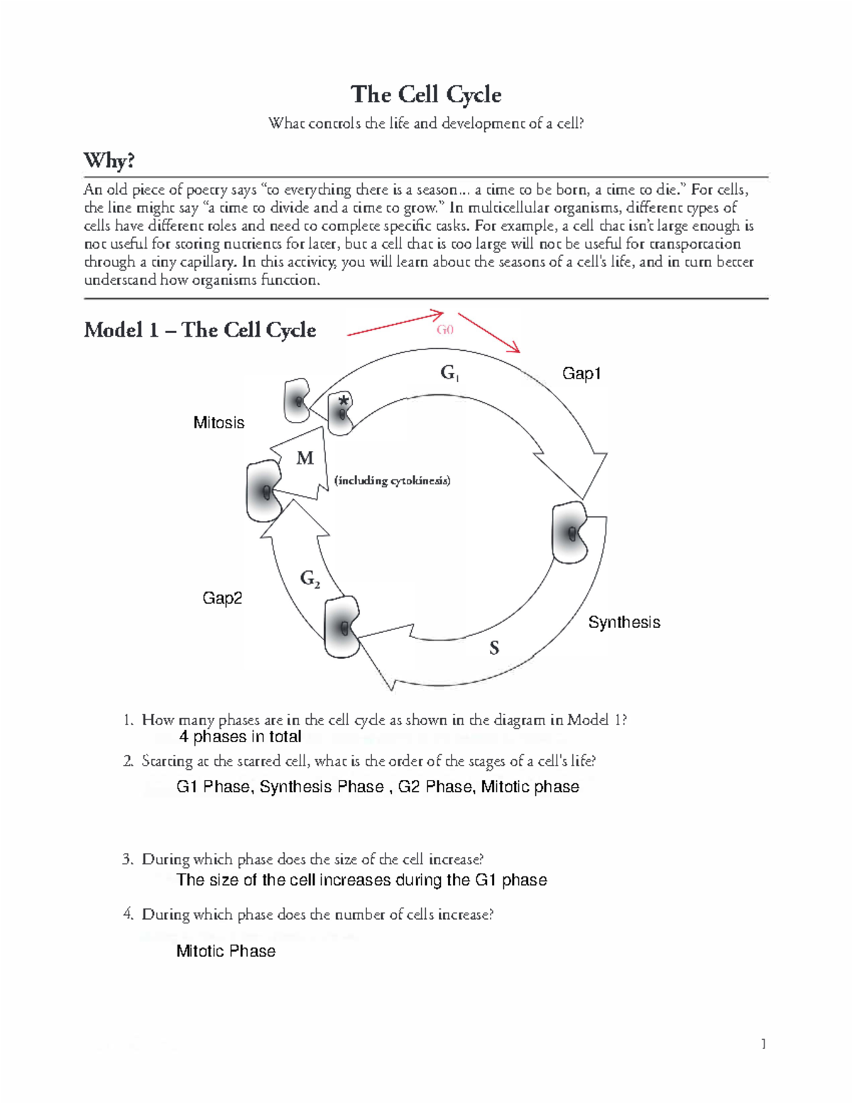 Completed POGIL: Understanding the Cell Cycle and Its Phases - Studocu