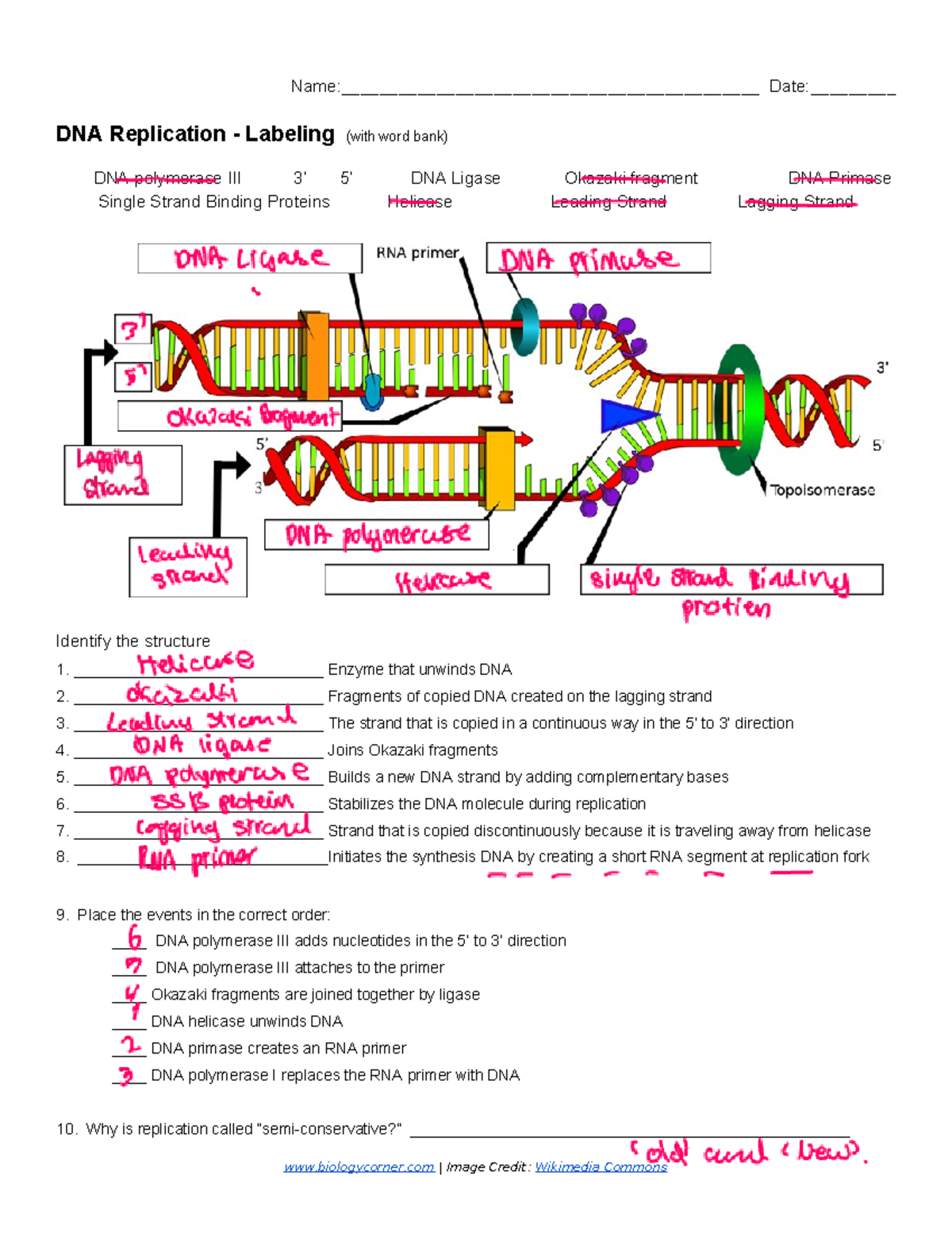DNA Replication Labeling - Answer Key for Biology Course - Studocu