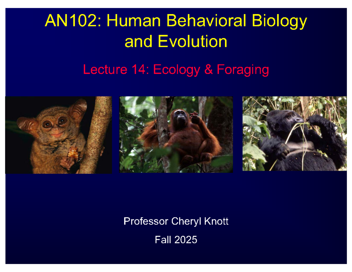 Lecture 14: Primate Ecology and Foraging (AN102, Fall 2025) - Studocu