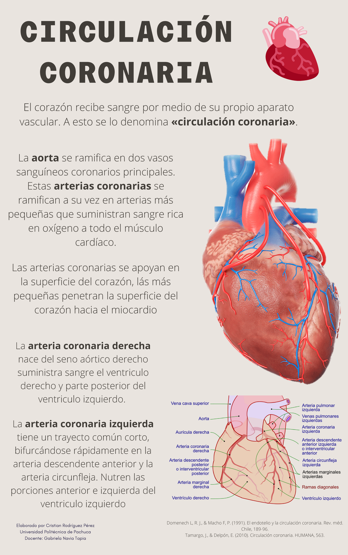 Anatomía De La Arteria Descendente Anterior Izquierda
