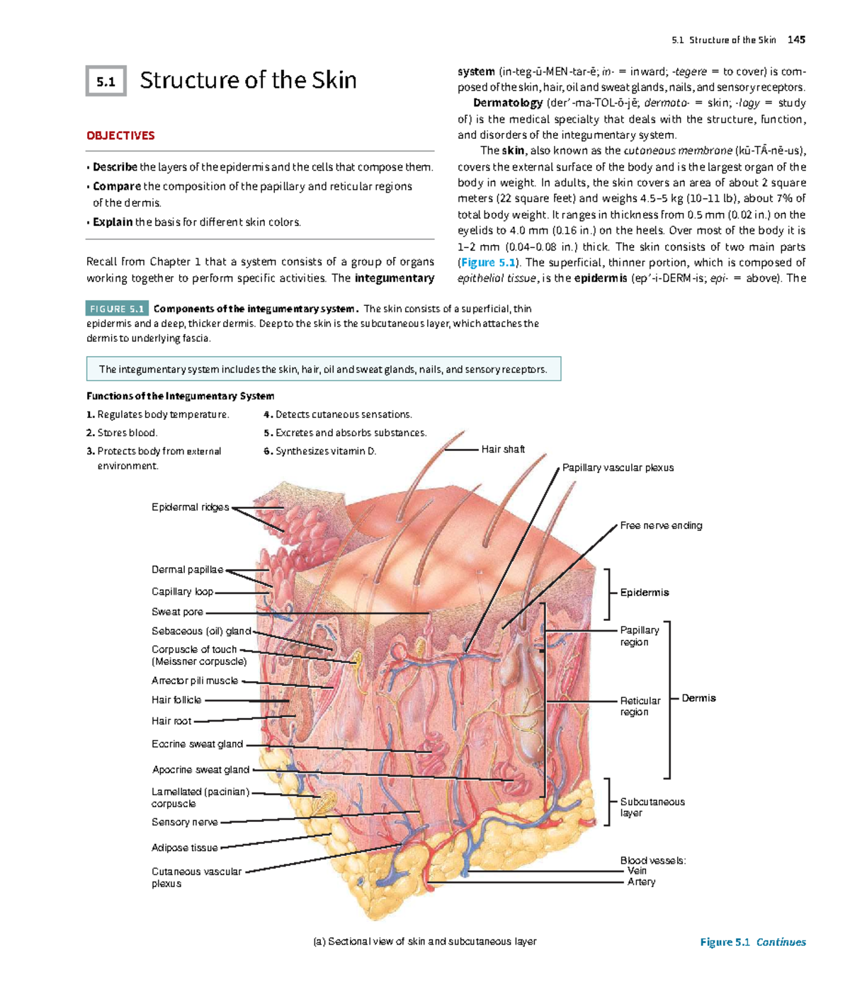Biol 2304: Structure and Function of the Skin - Studocu