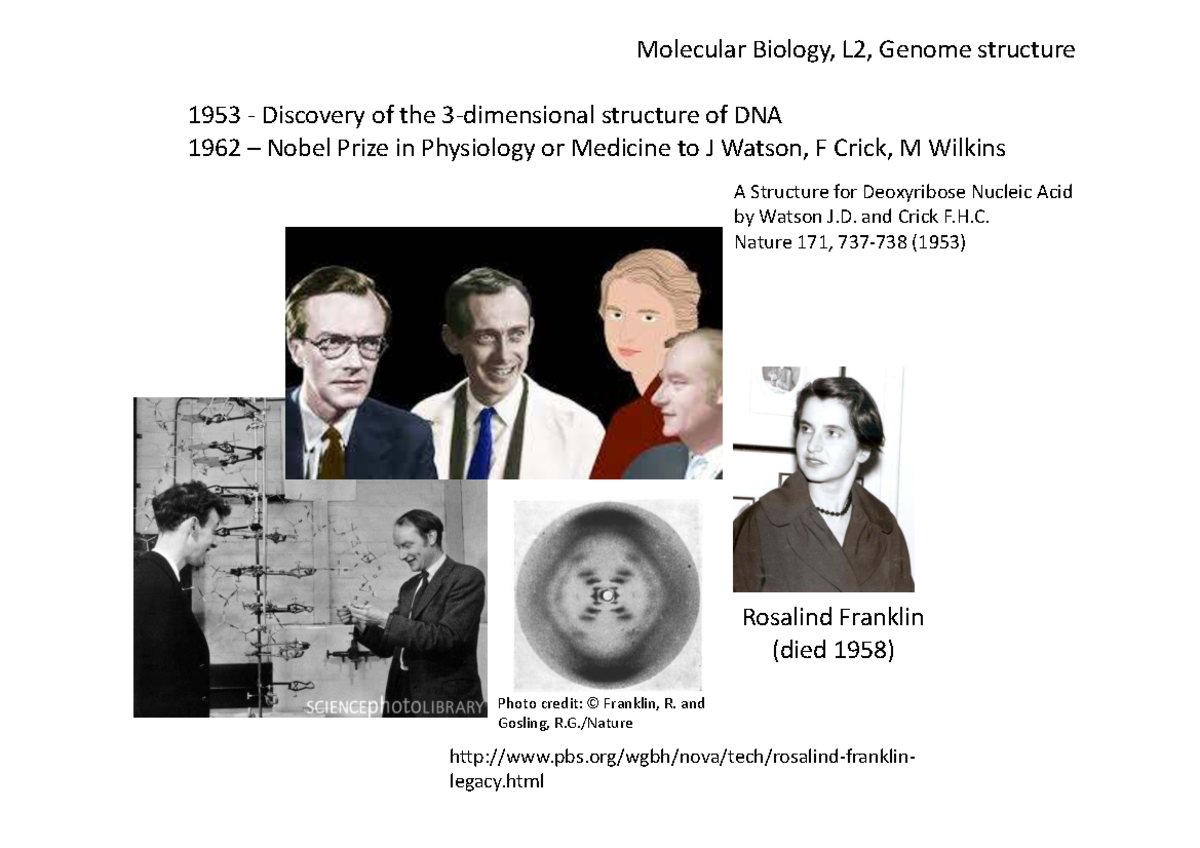 Molecular Biology L2: DNA Structure and Genome Insights - Studocu