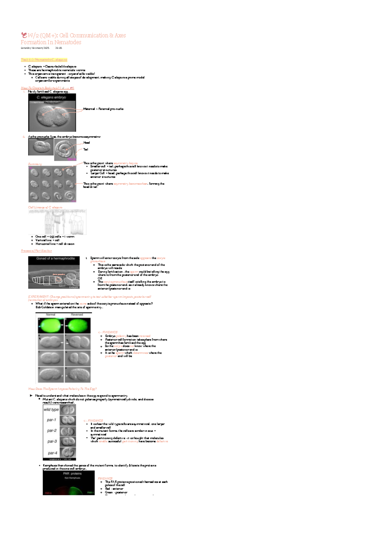 W2 (QM+) Final Exam: Cell Communication & Axes in Nematodes - Studocu