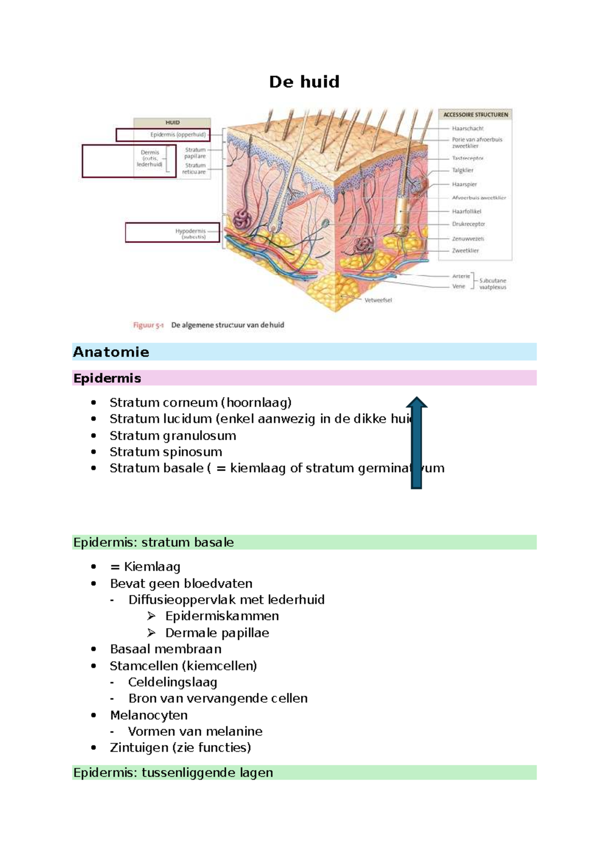 De huid Anatomie en Functies - Verpleegkundige Toepassingen 2 jaar 2024 ...