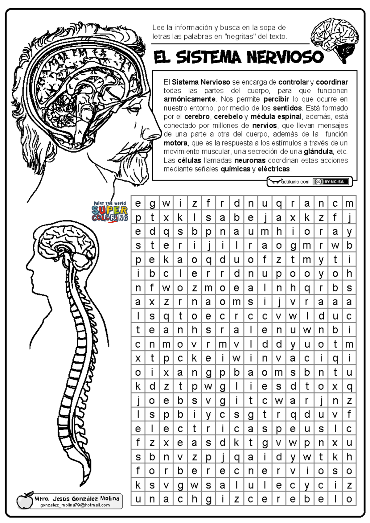 01 El Sistema Nervioso - SOPA DE LETRAS - el sistema nervioso ...