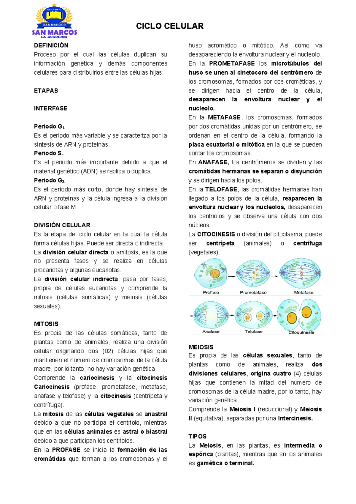 CICLO CELULAR: Definición y Etapas (CICLO 2025) - Studocu