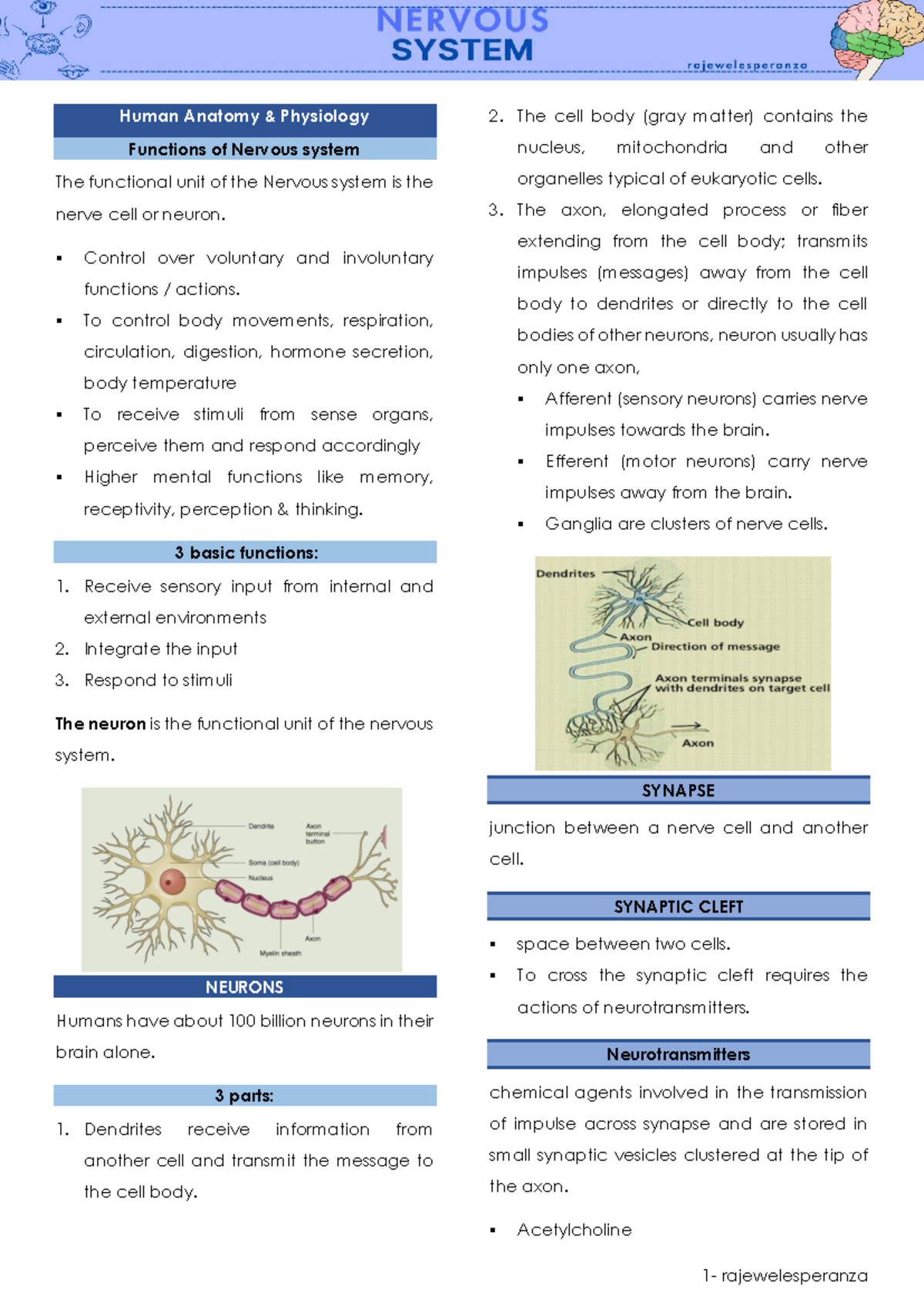 Neuro-1 - additional review - Human Anatomy & Physiology Functions of ...