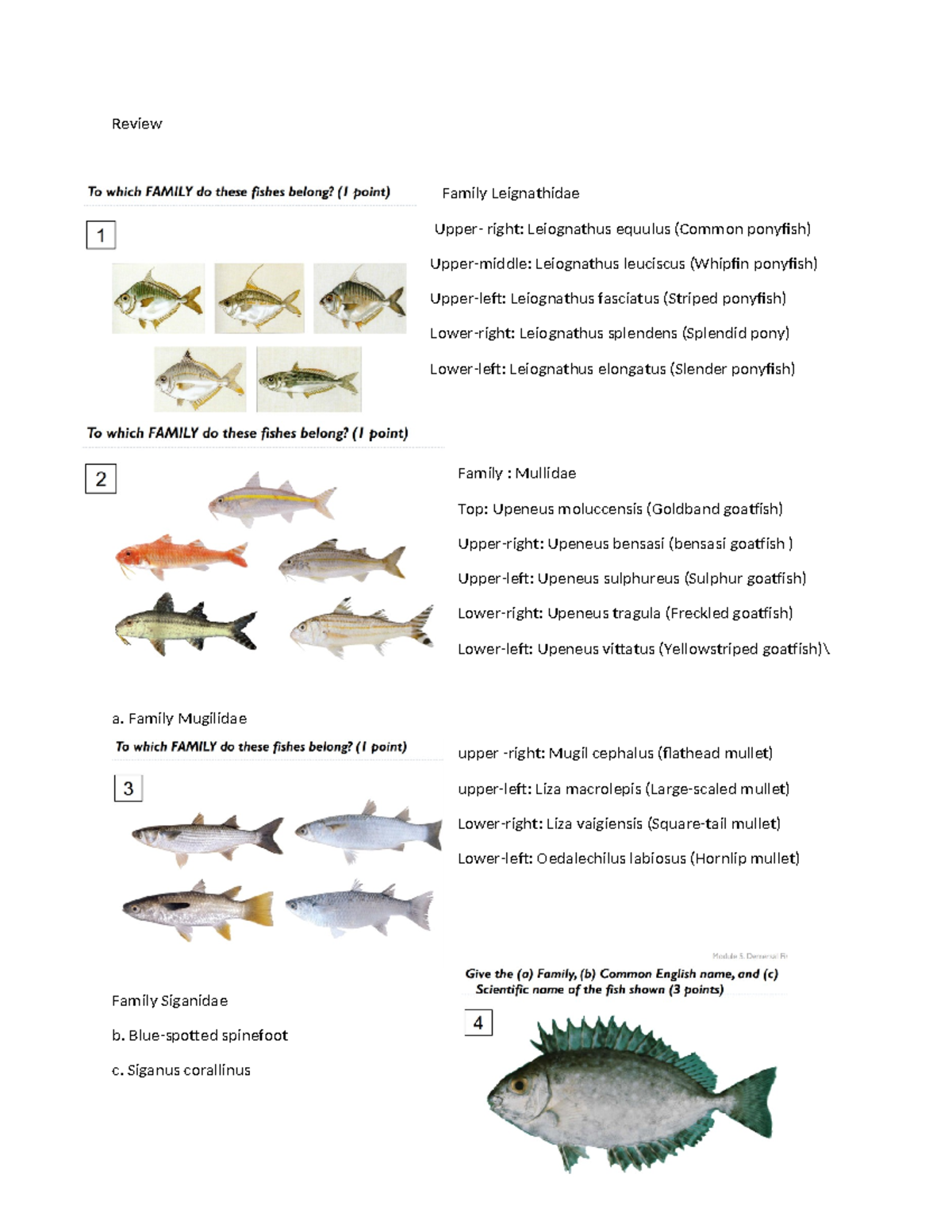 Review Ichthyology - Fish I.D - Review Family Leignathidae Upper- right ...