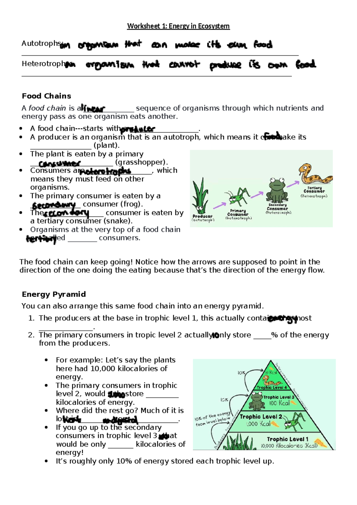 Worksheet 1: Energy in Ecosystems - Autotrophs, Heterotrophs & Food ...