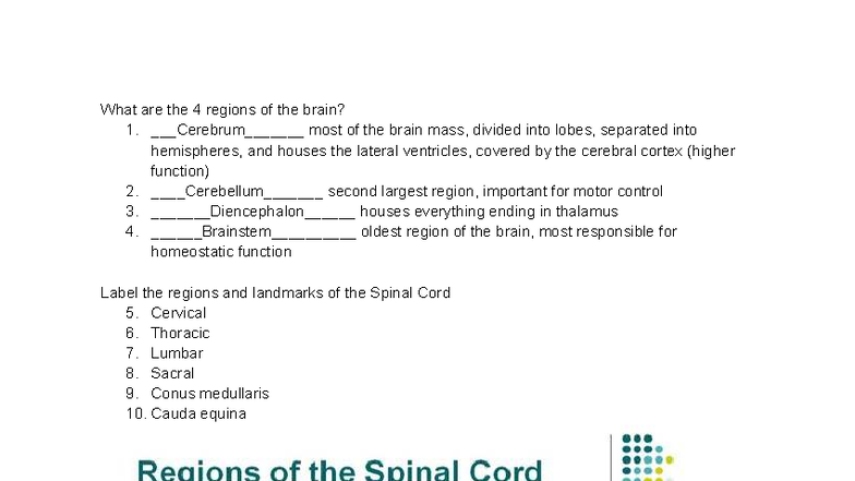 Unit 4 Worksheet Anatomy - What are the 4 regions of the brain? 1 ...