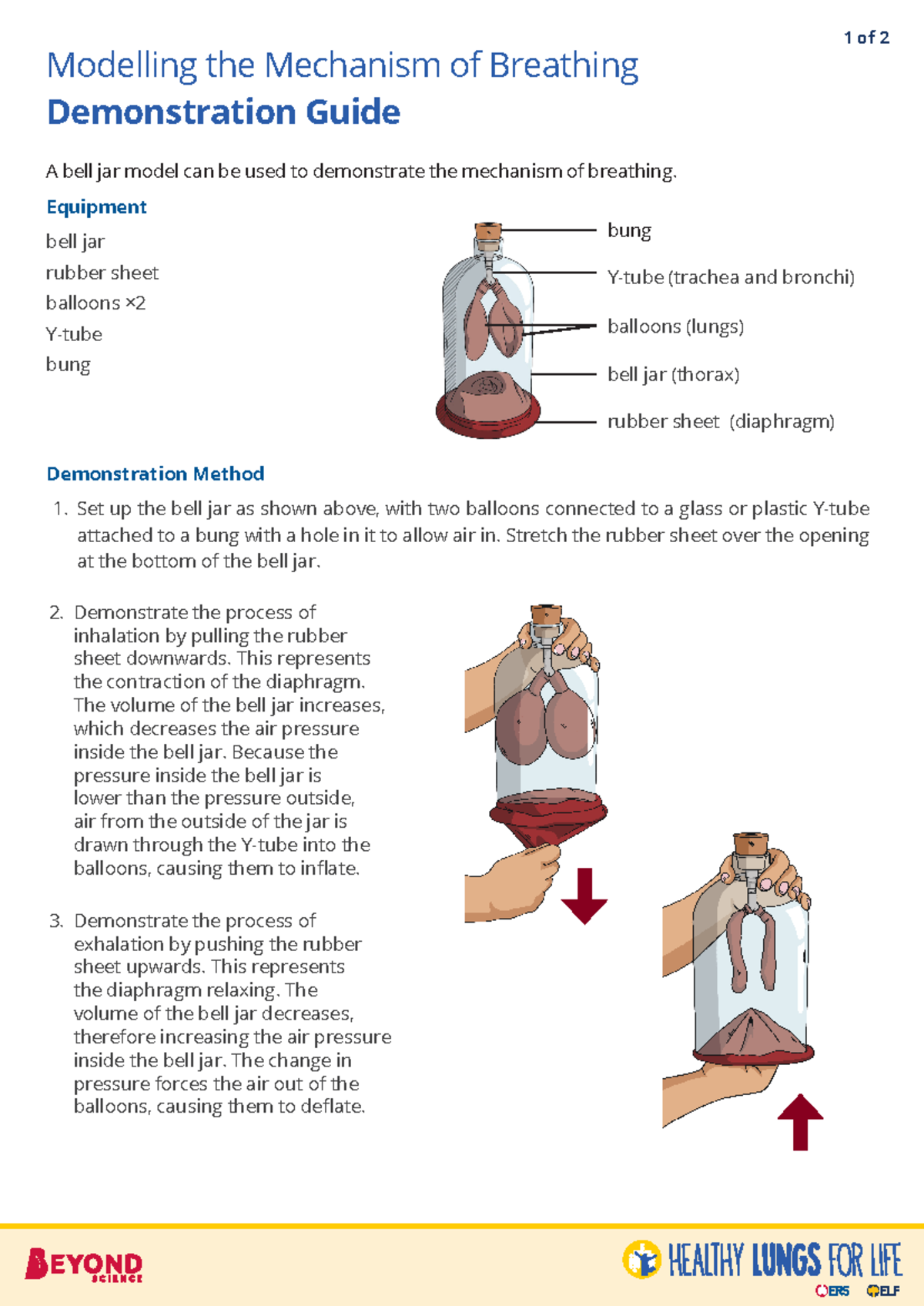 Modelling the Mechanism of Breathing: Teacher Demo Guide - Studocu