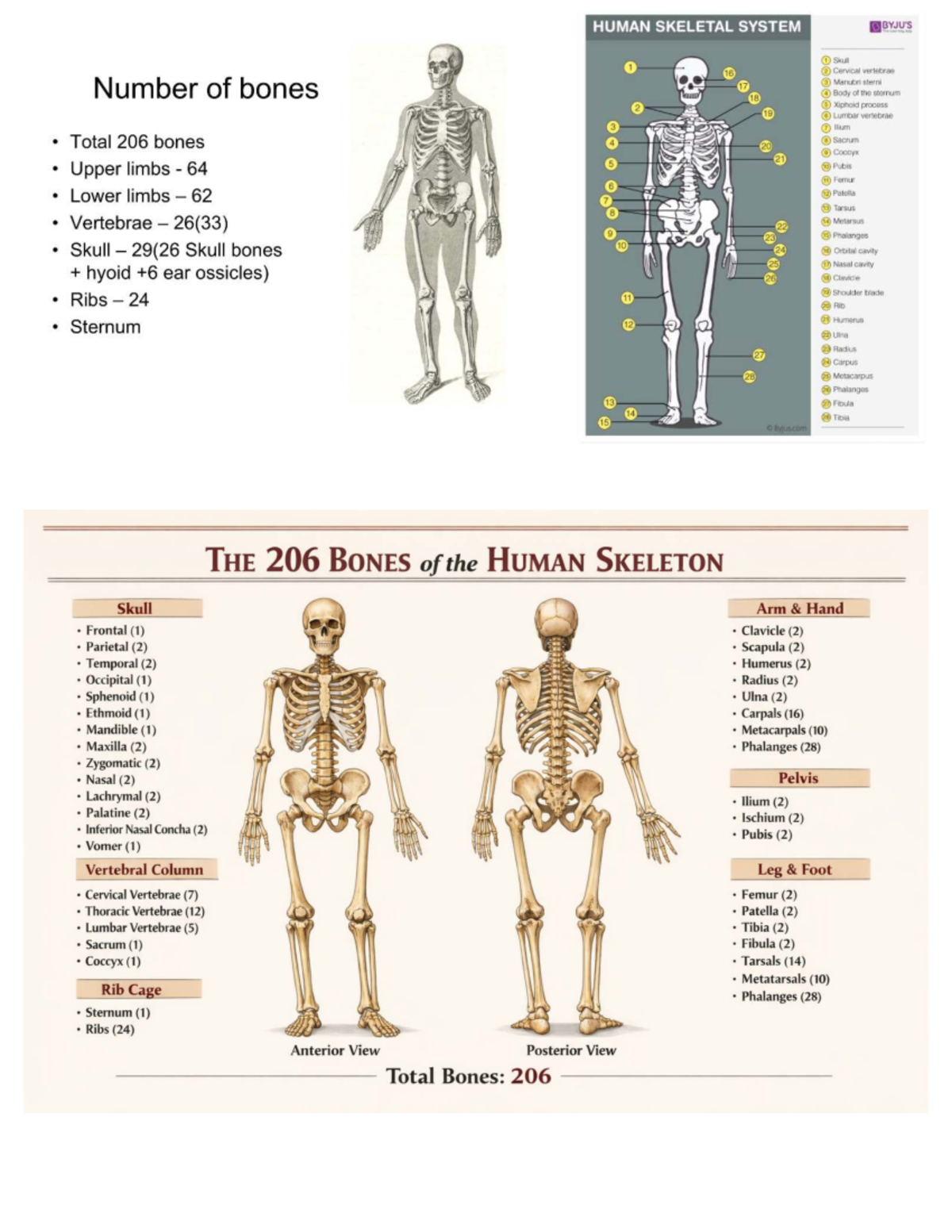 HUMAN SKELETAL SYSTEM: Overview of 206 Bones and Their Functions - Studocu