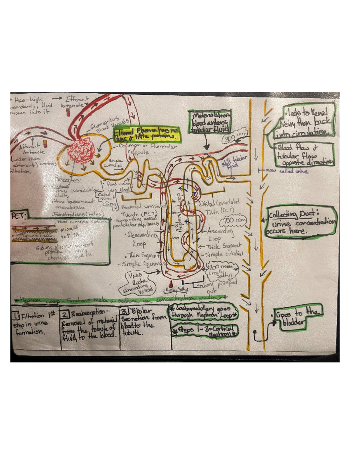 Nephron Function and Structure in Urinary System - Overview Notes - Studocu