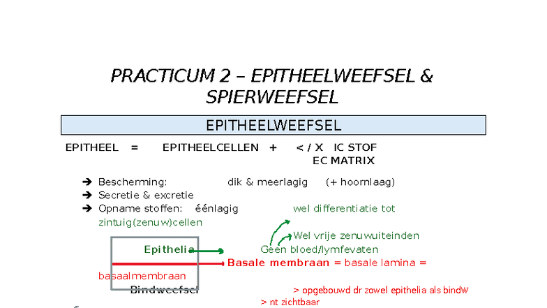 Practicum 2 - Epitheelweefsel en Spierweefsel Analyse - Studocu