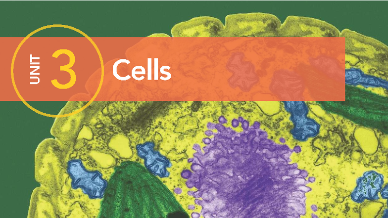 Cell Structure and Function Overview - Unit 3 Cells (CH 8) - Studocu