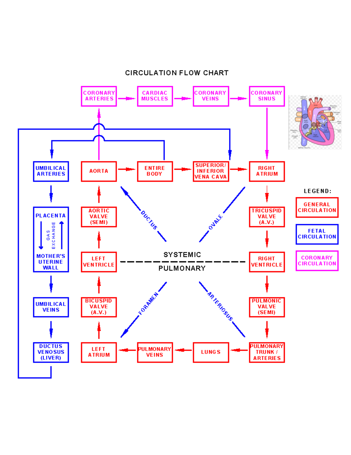 Heart+Circulation+Flow+Chart - AORTIC VALVE ( SEMI) AORTA LEFT VENTRI ...