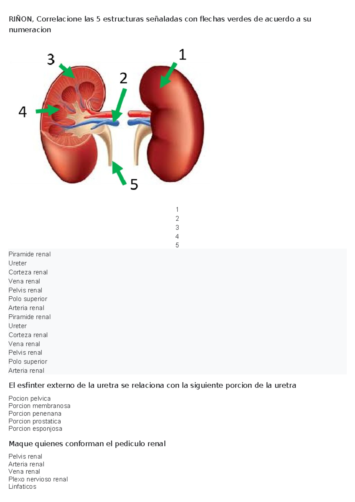 Anatomía del Riñón y Estructuras Relacionadas: Clases y Funciones - Studocu