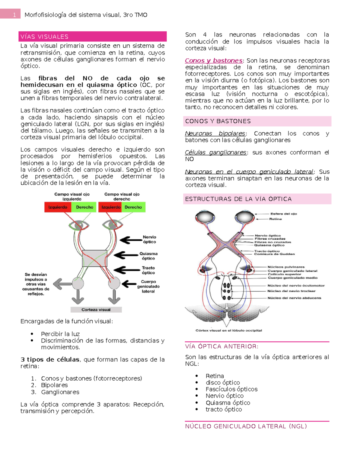 Vía visual - noc - VÍAS VISUALES La vía visual primaria consiste en un ...