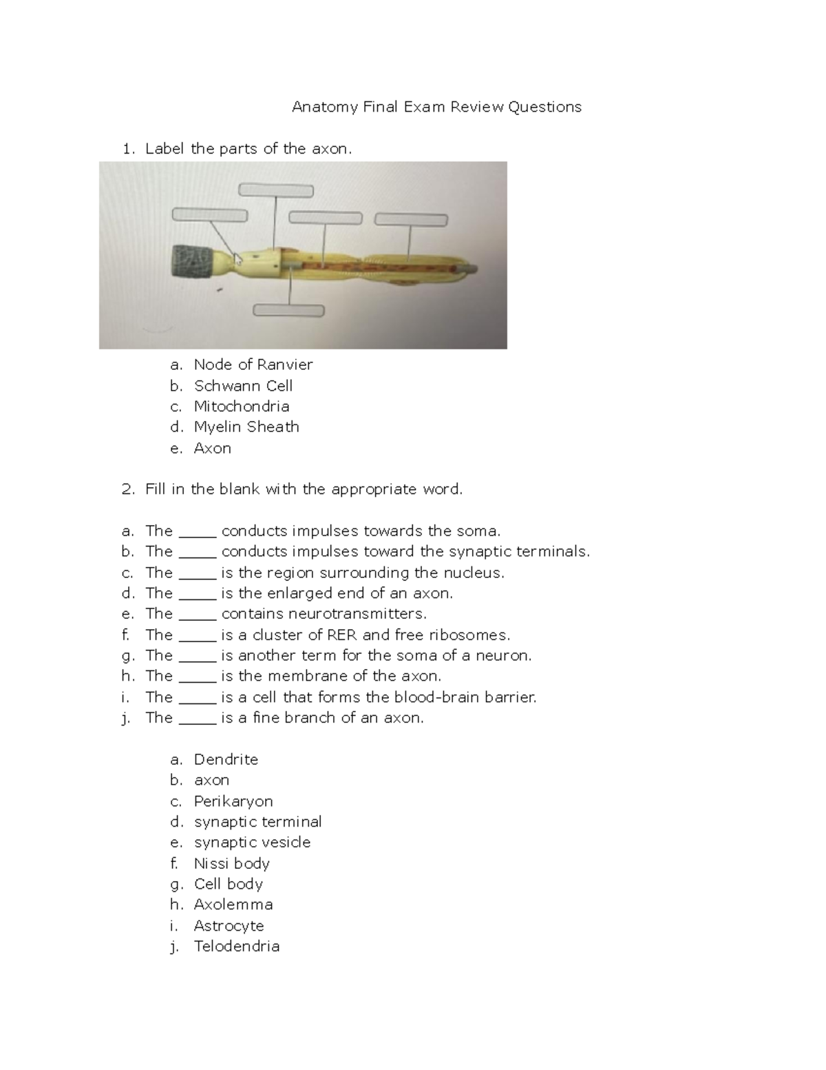 Anatomy Practicum III - Anatomy Final Exam Review Questions Label the ...