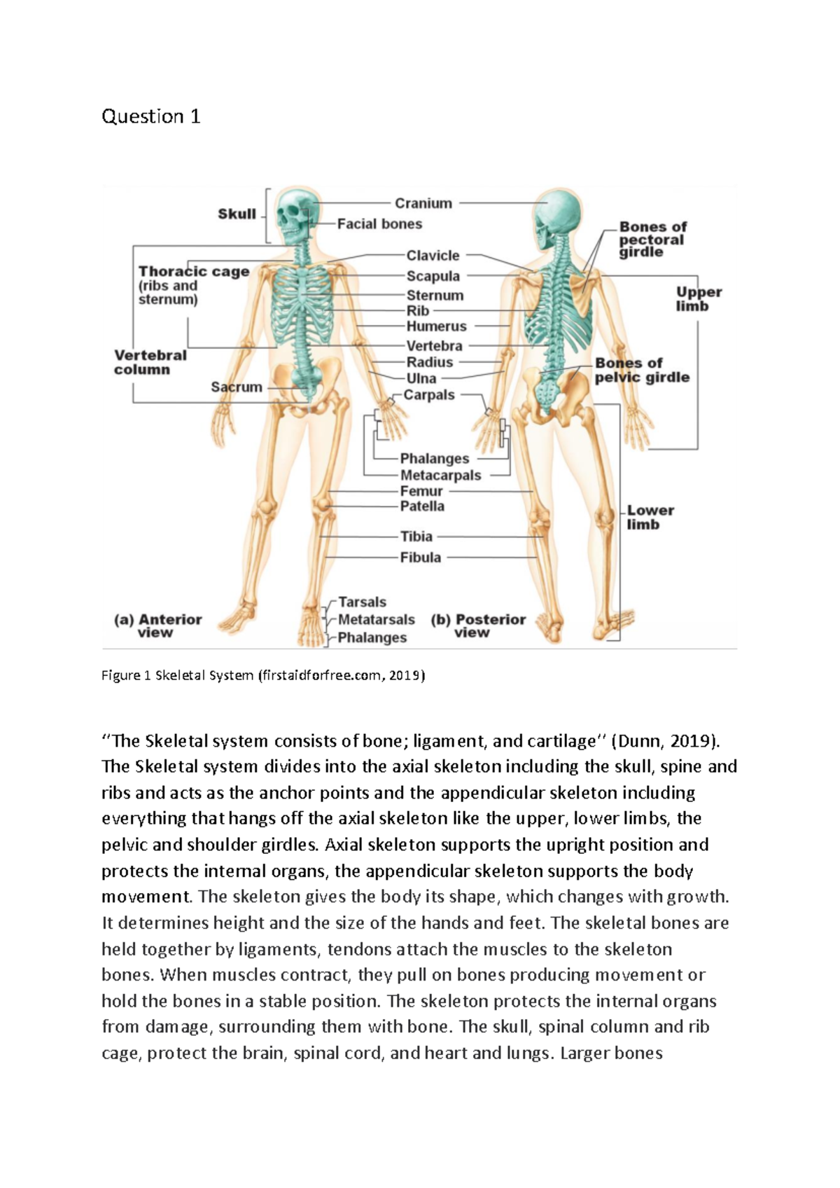 Unit 13 The Human Muscular and Skeletal Systems assignment pdf ...