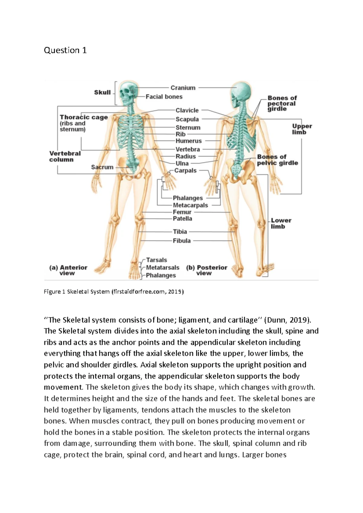 Unit 11 Final Exam Study Guide: Human Muscular & Skeletal Systems - Studocu