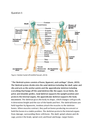 Unit 11 Human Muscular and Skeletal System - Unit 11: The Human ...