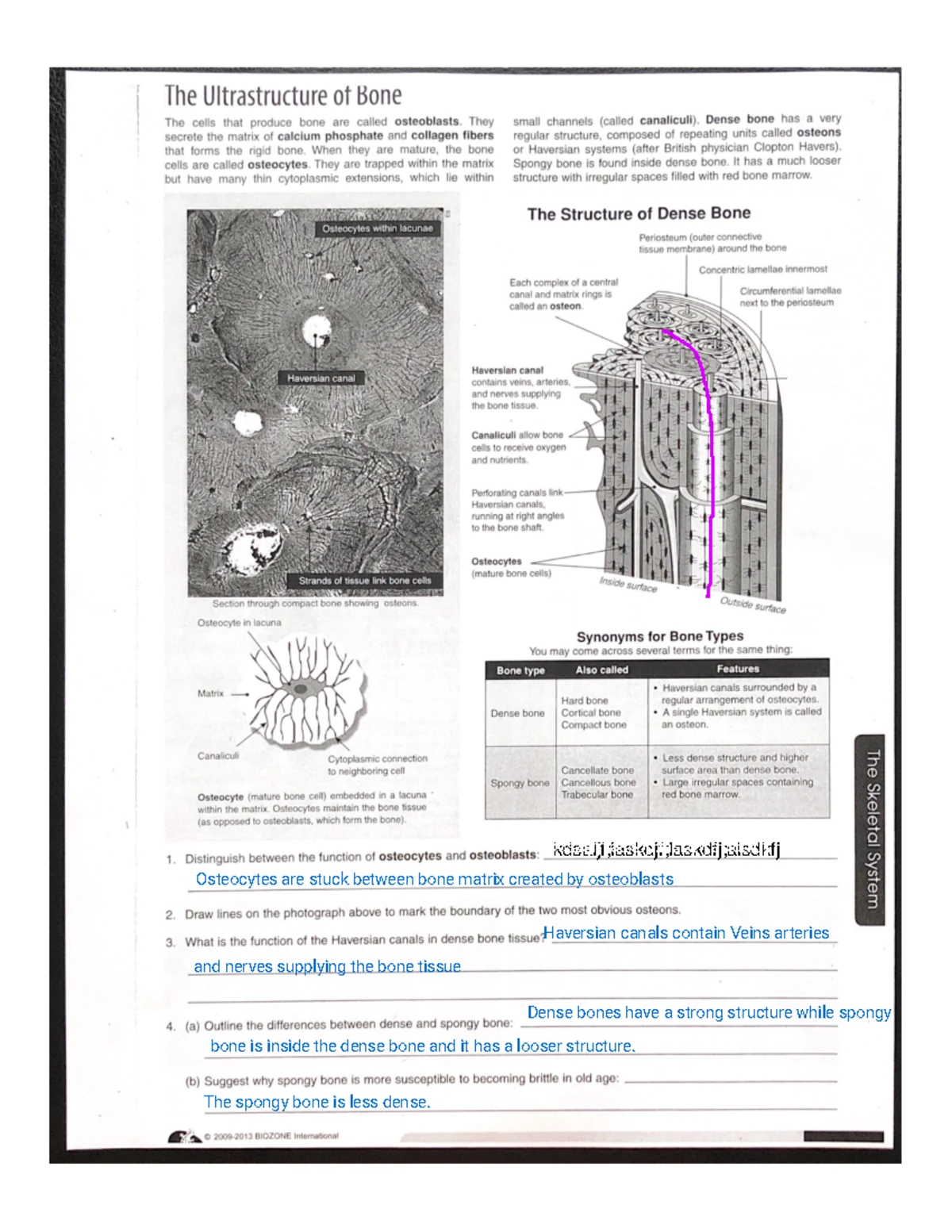 Final Paper: Analyzing the Mystery of the Bones in Forensics - Studocu