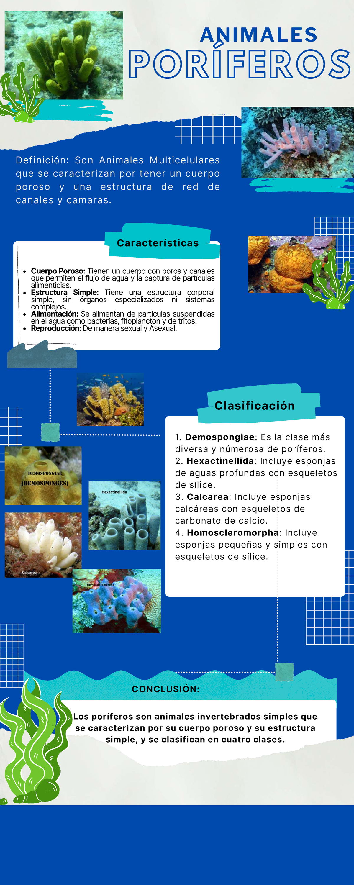 Infografía sobre Animales Marinos: Datos y Clasificación - Studocu