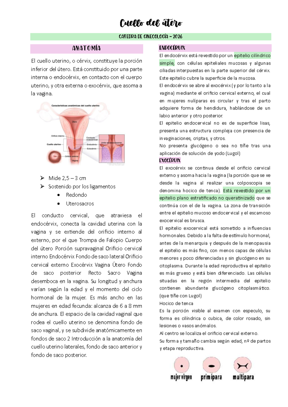 Cuello Uterino: Anatomía del Endocérvix y Exocérvix - Ginecología 2026 ...