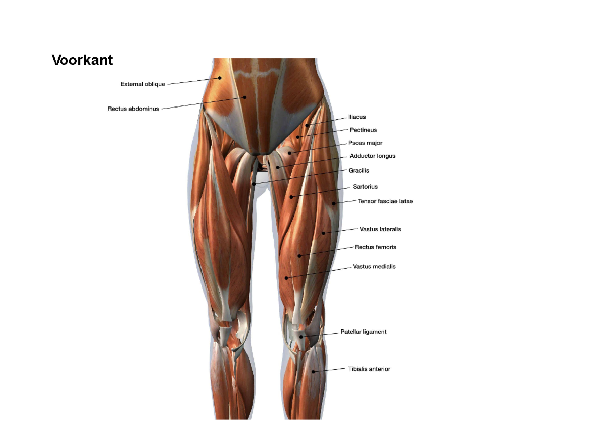 Anatomie - Anatomie/fysiologie - Voorkant Achterkant - Studeersnel