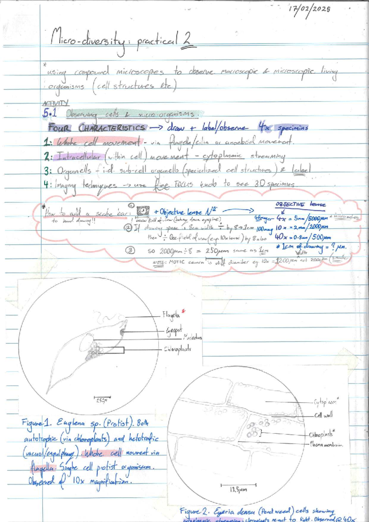 Lab Notebook IVB: Observing Cells with Compound Microscopes - Studocu