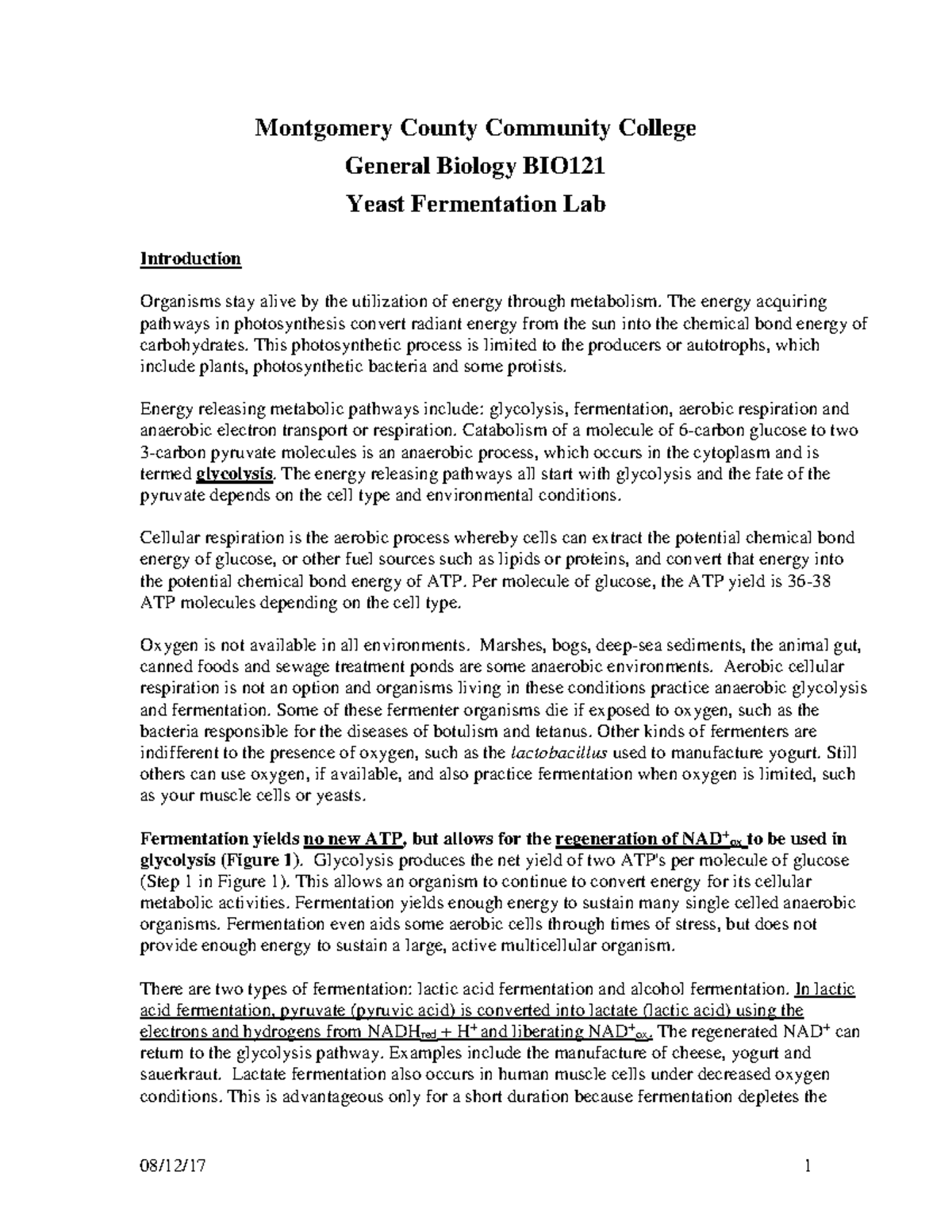 BIO121 Yeast Fermentation Lab Report: Exploring Energy Metabolism - Studocu