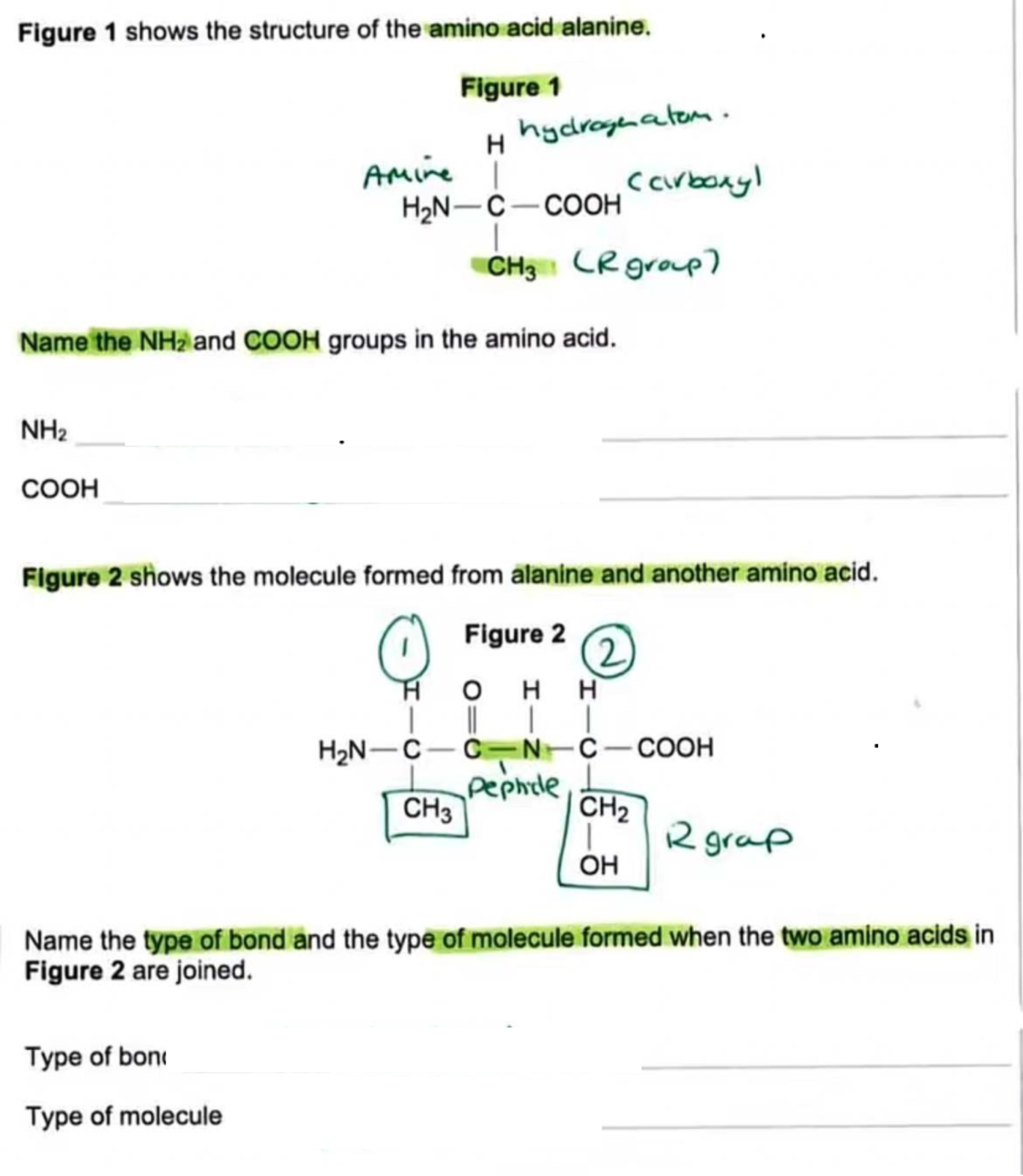 Biology 101: Amino Acids, ATP, and Membrane Permeability Analysis - Studocu