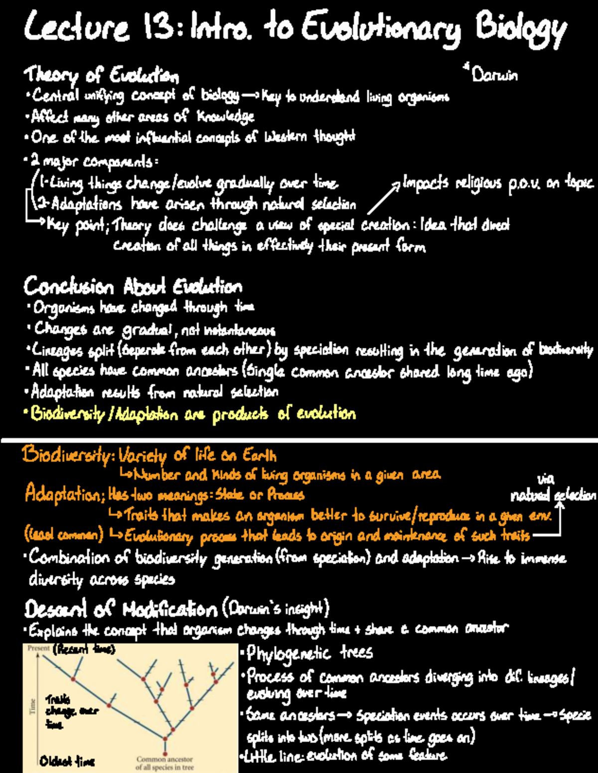 Lecture 13: Theory of Evolution in Evolutionary Biology - Studocu