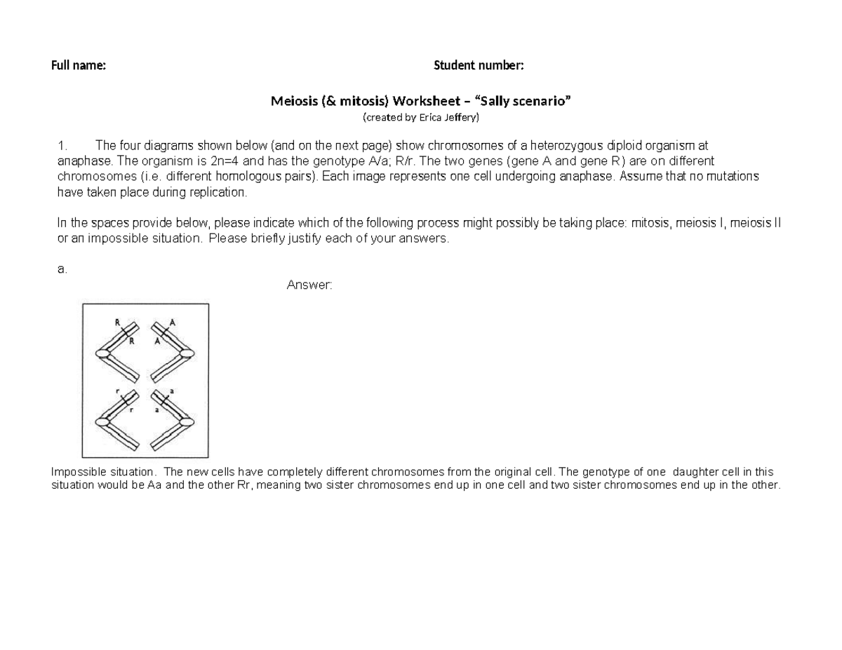 Worksheet #3 - Meiosis (and mitosis) with Sally Scenario - Full name ...