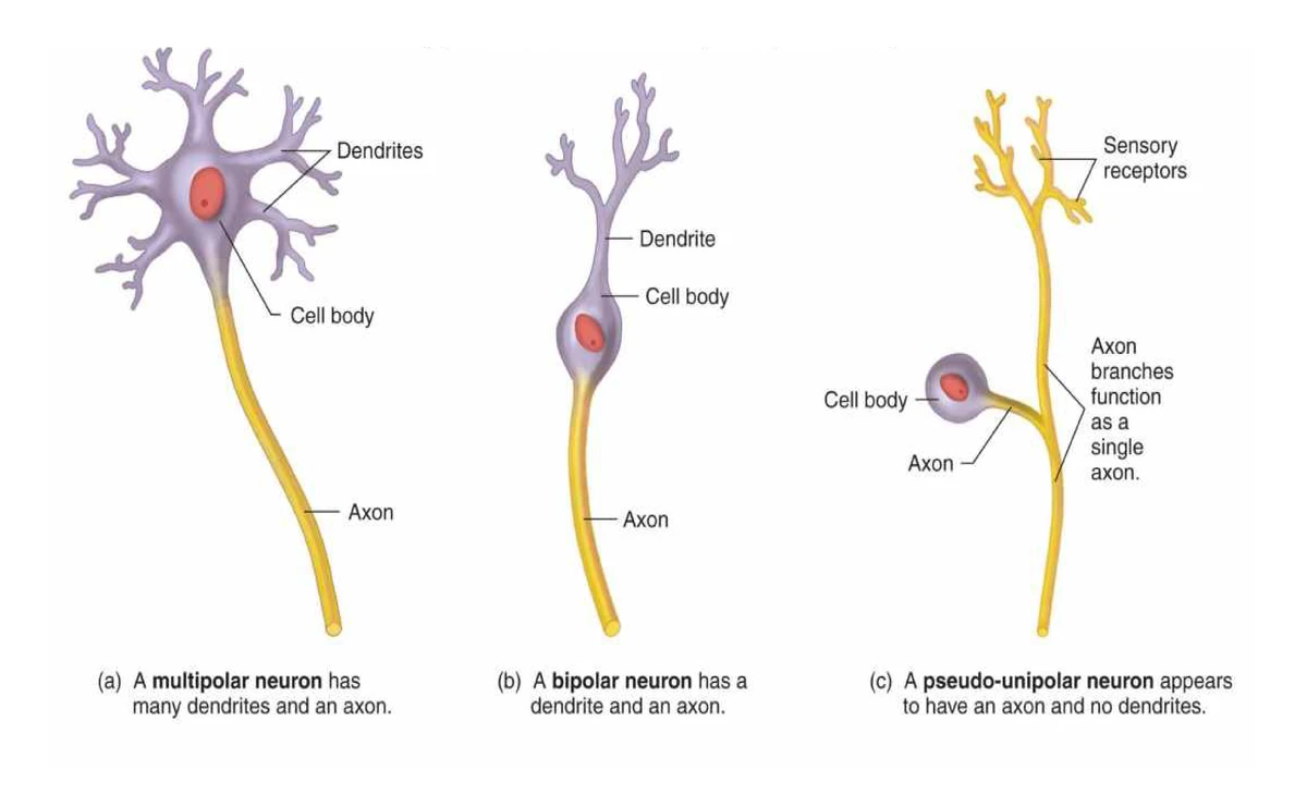 Anaphy QUIZ - Blood and Lymphatic System Questionnaire - Studocu