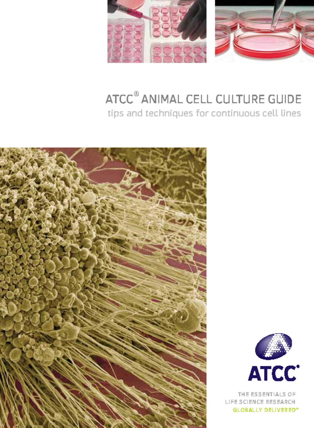 ATCC Animal Cell Culture Techniques: Guide for Continuous Cell Lines ...