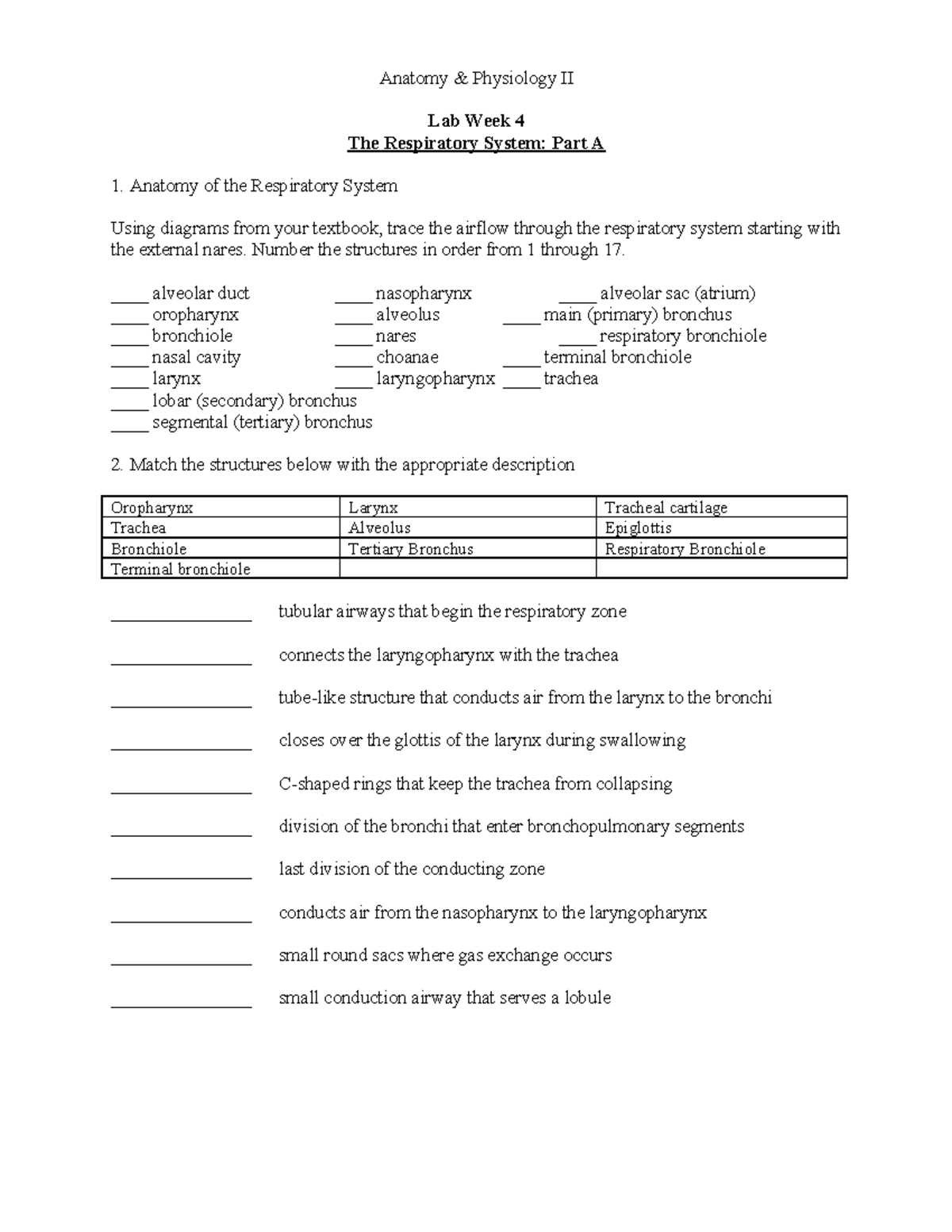 W5 Lab A- Respiratory Anatomy - Anatomy & Physiology II Lab Week 4 The ...