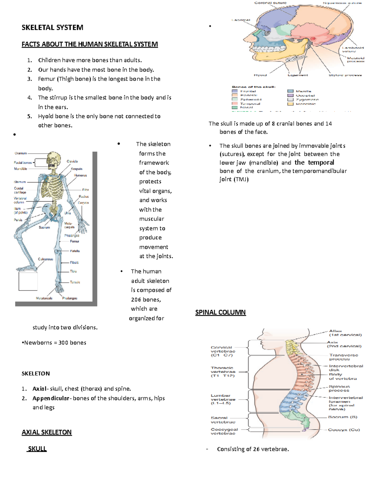 Reviewer- Skeletal System - SKELETAL SYSTEM FACTS ABOUT THE HUMAN ...