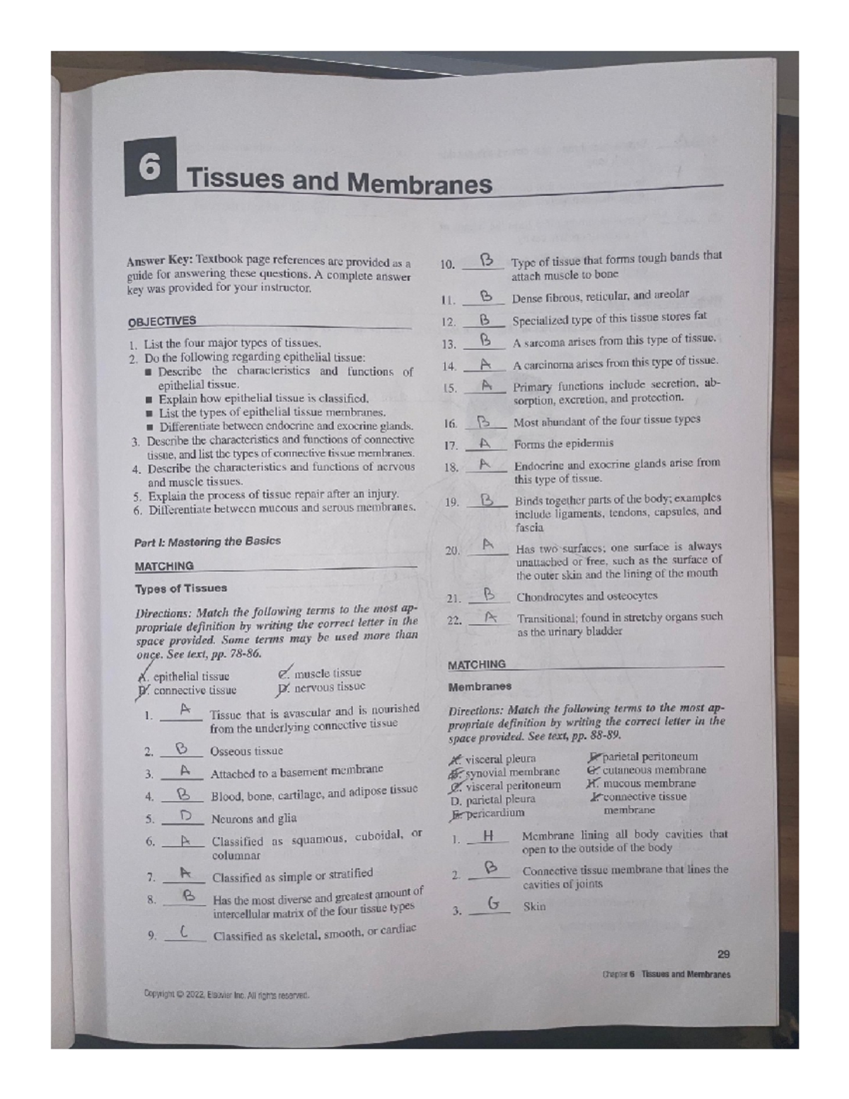 Chapters 6 & 7 Answers for Human Body in Health & Illness Workbook ...