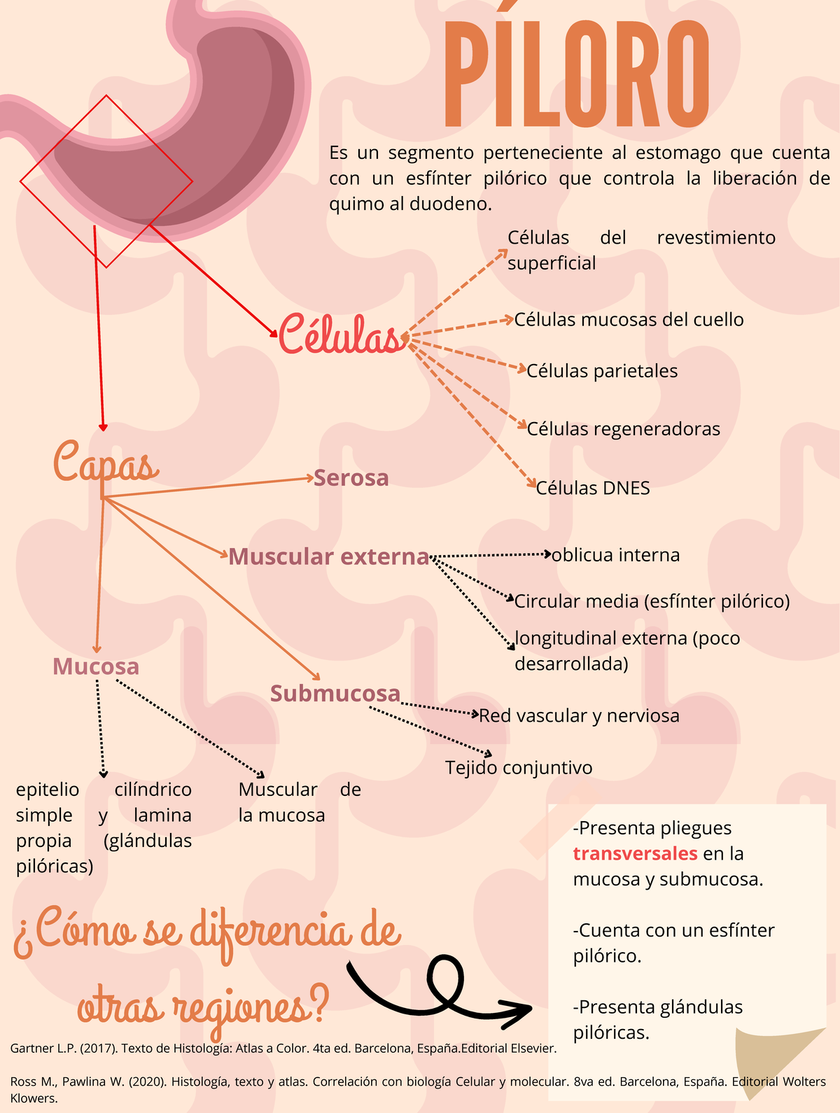 Píloro: Actividad Didáctica sobre su Anatomía y Función - Studocu
