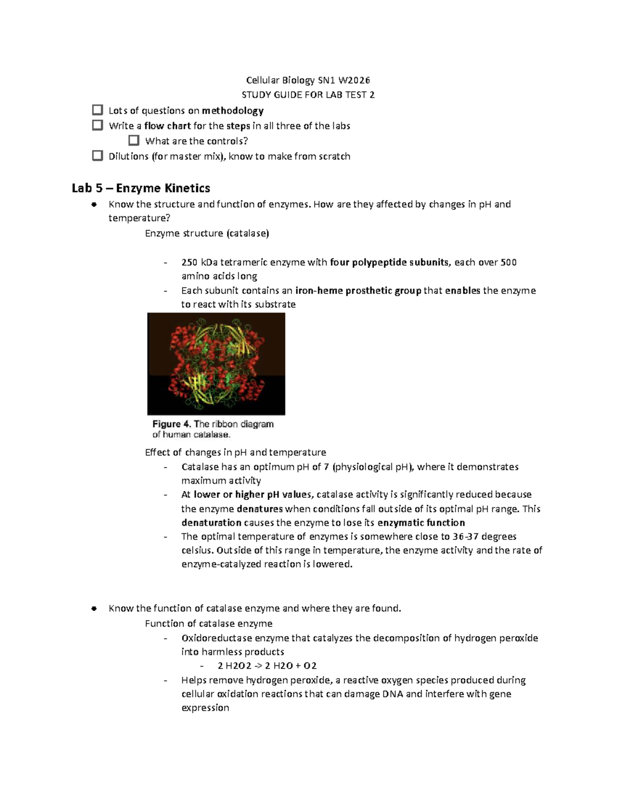 Cellular Biology SN1 W2026 Lab Test 2 Study Guide: Enzyme Kinetics ...