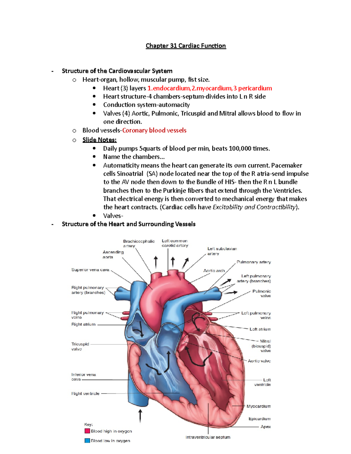Chapter 31 Outline: Cardiac Function in Cardiovascular System - Studocu